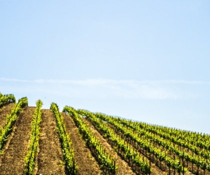 Wine Tours in USA | Wine Tasting Holidays in USA