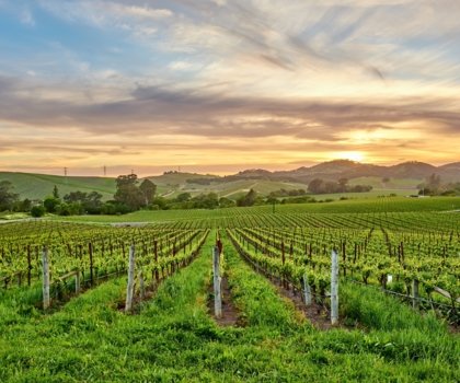 Wine Tours in USA | Wine Tasting Holidays in USA